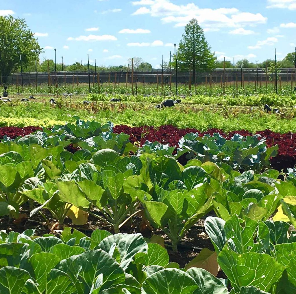 Farm Store - Hope Farms